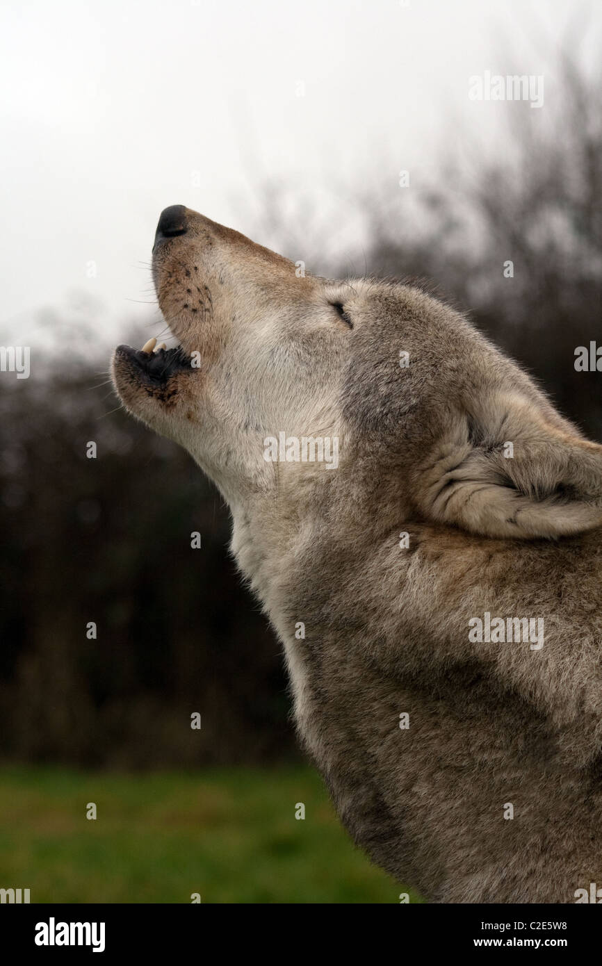 North American Wolf Howling, grey wolf, Canis lupus Stock Photo - Alamy