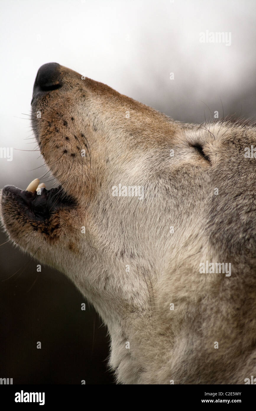 North American Wolf Howling Close up, grey wolf, Canis lupus Stock ...