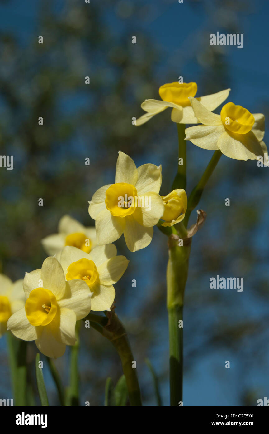 Narsissi hi-res stock photography and images - Alamy