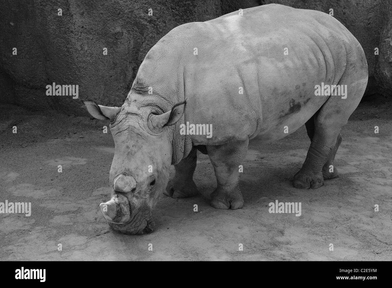 Southern black rhino Black and White Stock Photos & Images - Alamy