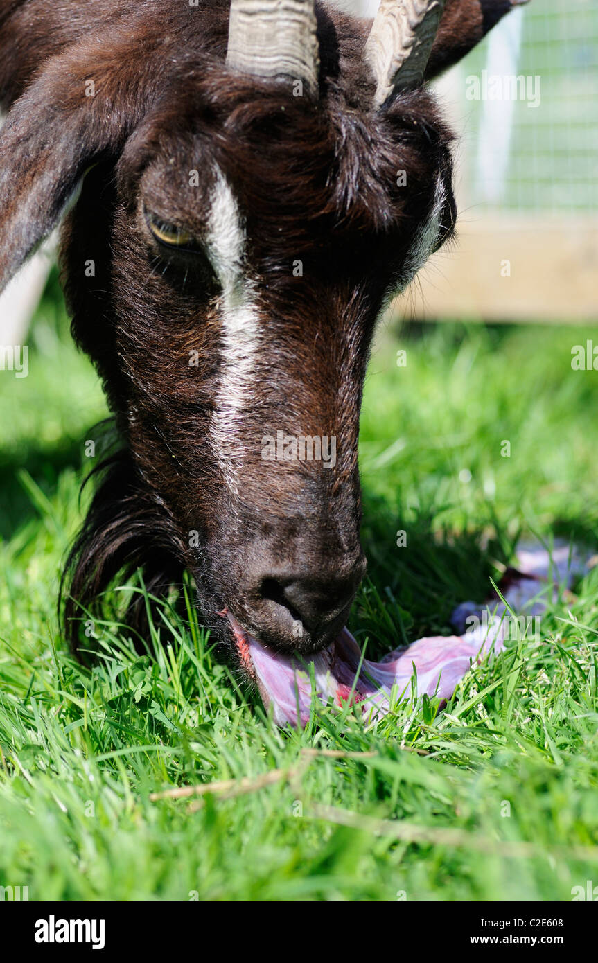 Stock photo of a Poitevine goat eating her placenta just after giving ...