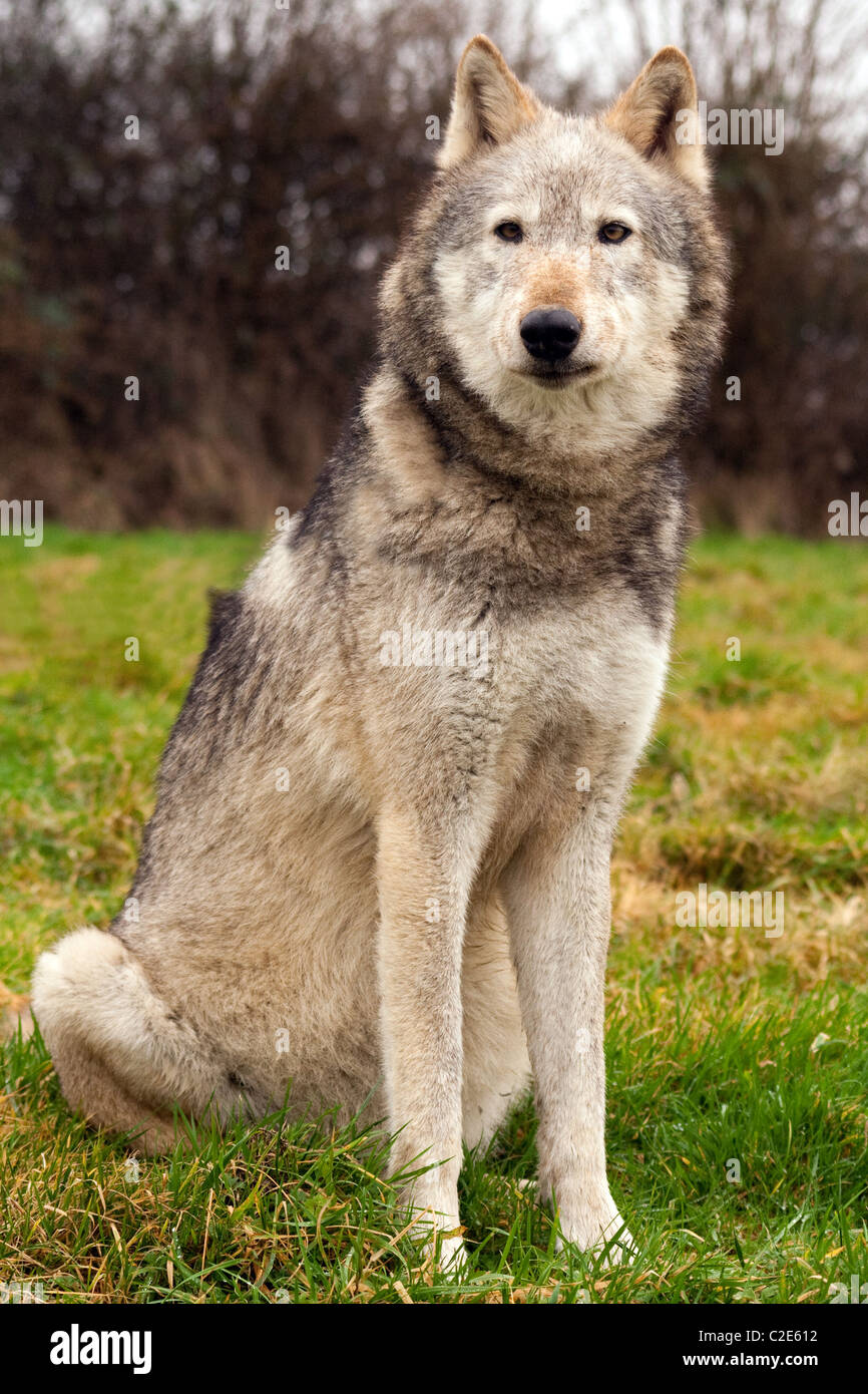 North American Wolf Seated, grey wolf, Canis lupus Stock Photo - Alamy