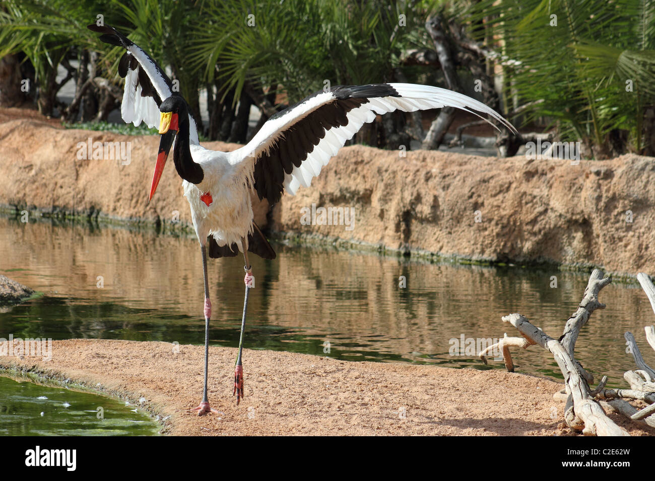 Stork wing outstretched hi-res stock photography and images - Alamy