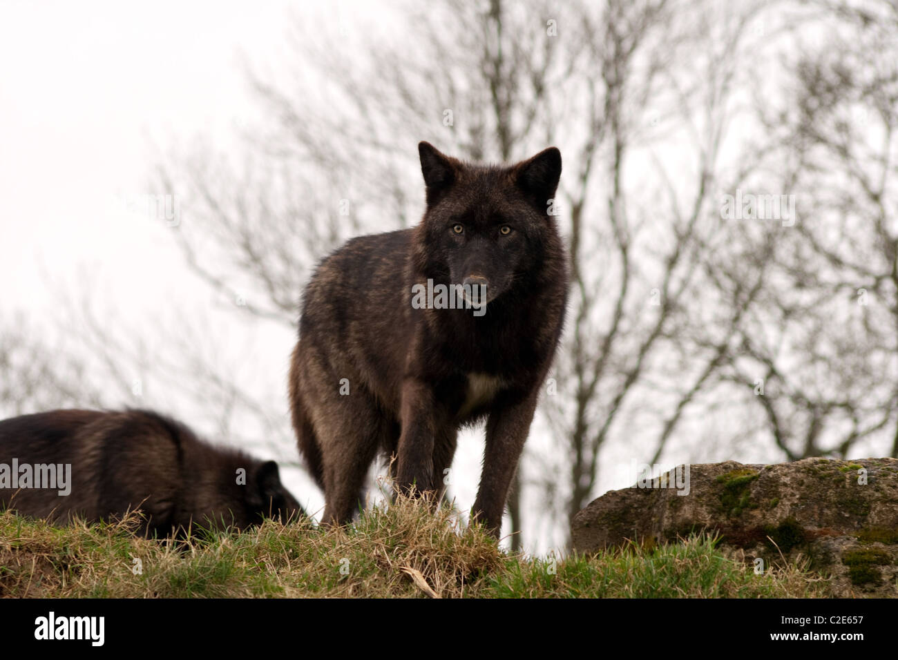 North American Wolf, black wolf, Canis lupus Stock Photo - Alamy