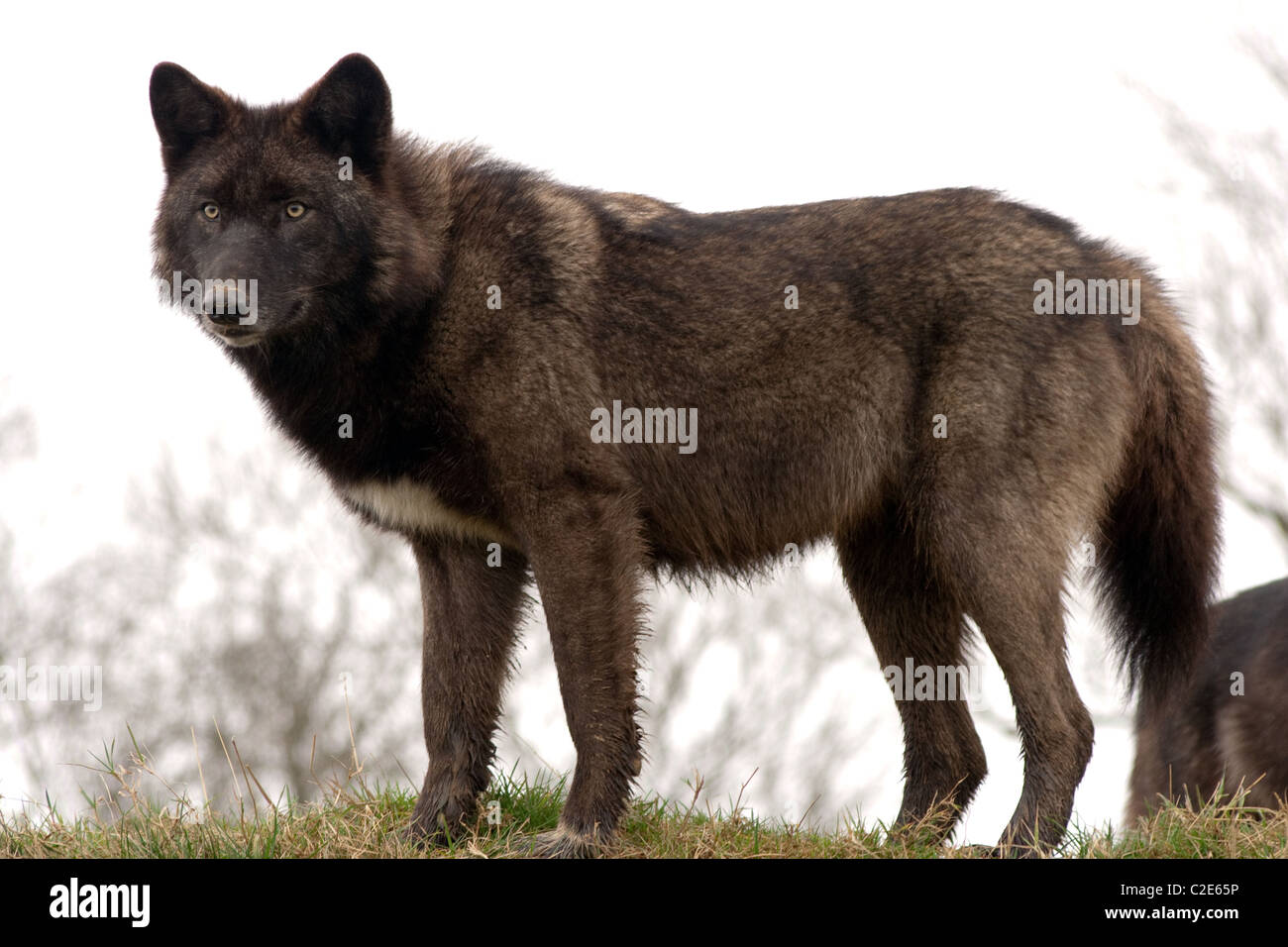 North American Wolf, black wolf, Canis lupus Stock Photo - Alamy