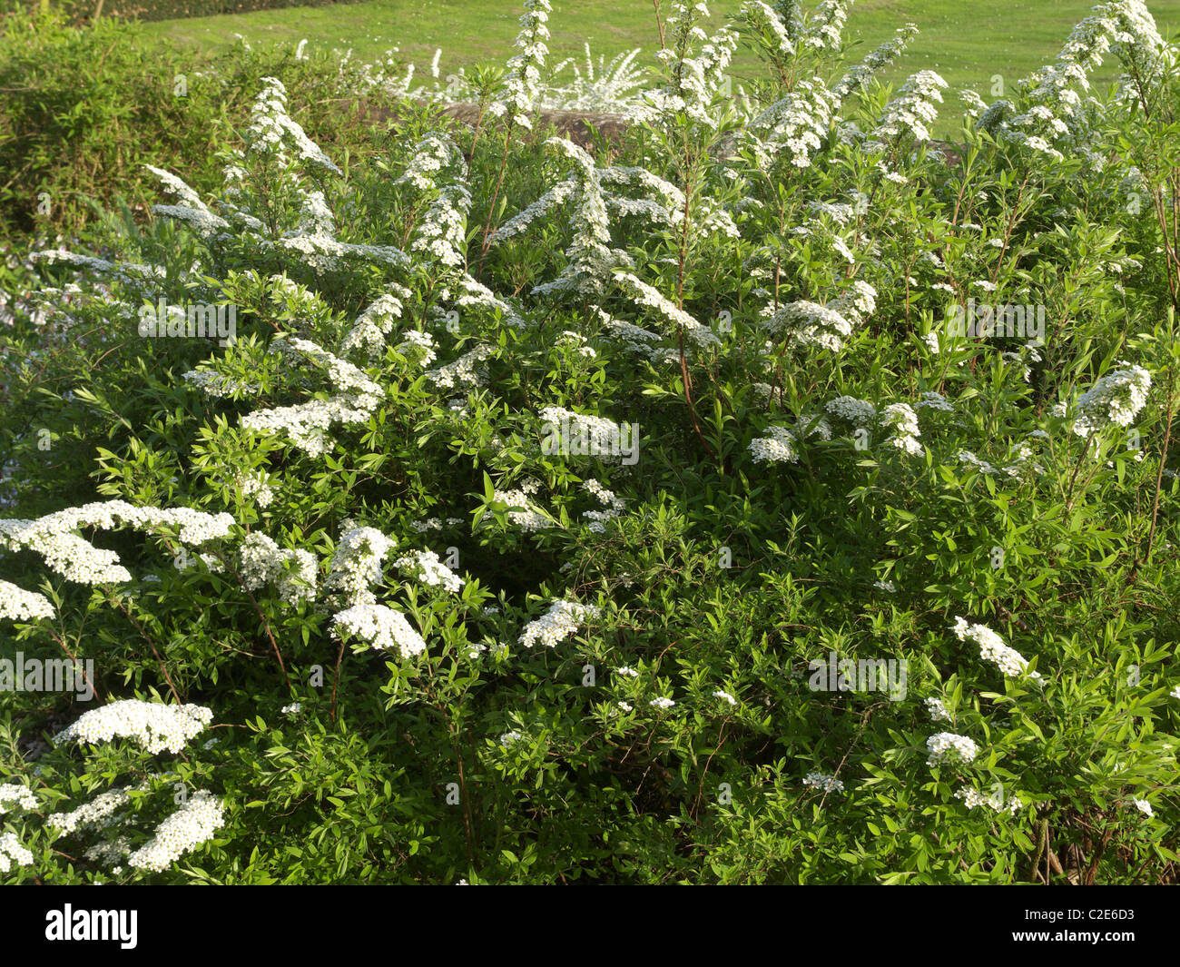 Spiraea 'Arguta' syn. Spiraea x arguta 'Bridal Wreath' in flower in mid spring, UK Stock Photo ...