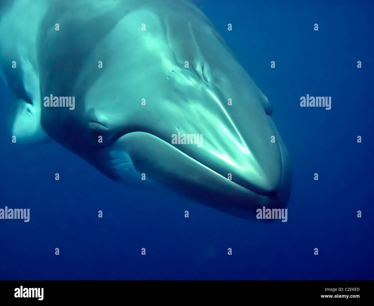 Dwarf minke whale barrier reef hi-res stock photography and images - Alamy