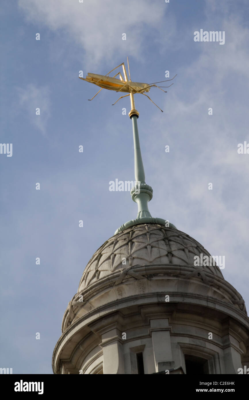 Grasshopper family hi-res stock photography and images - Alamy
