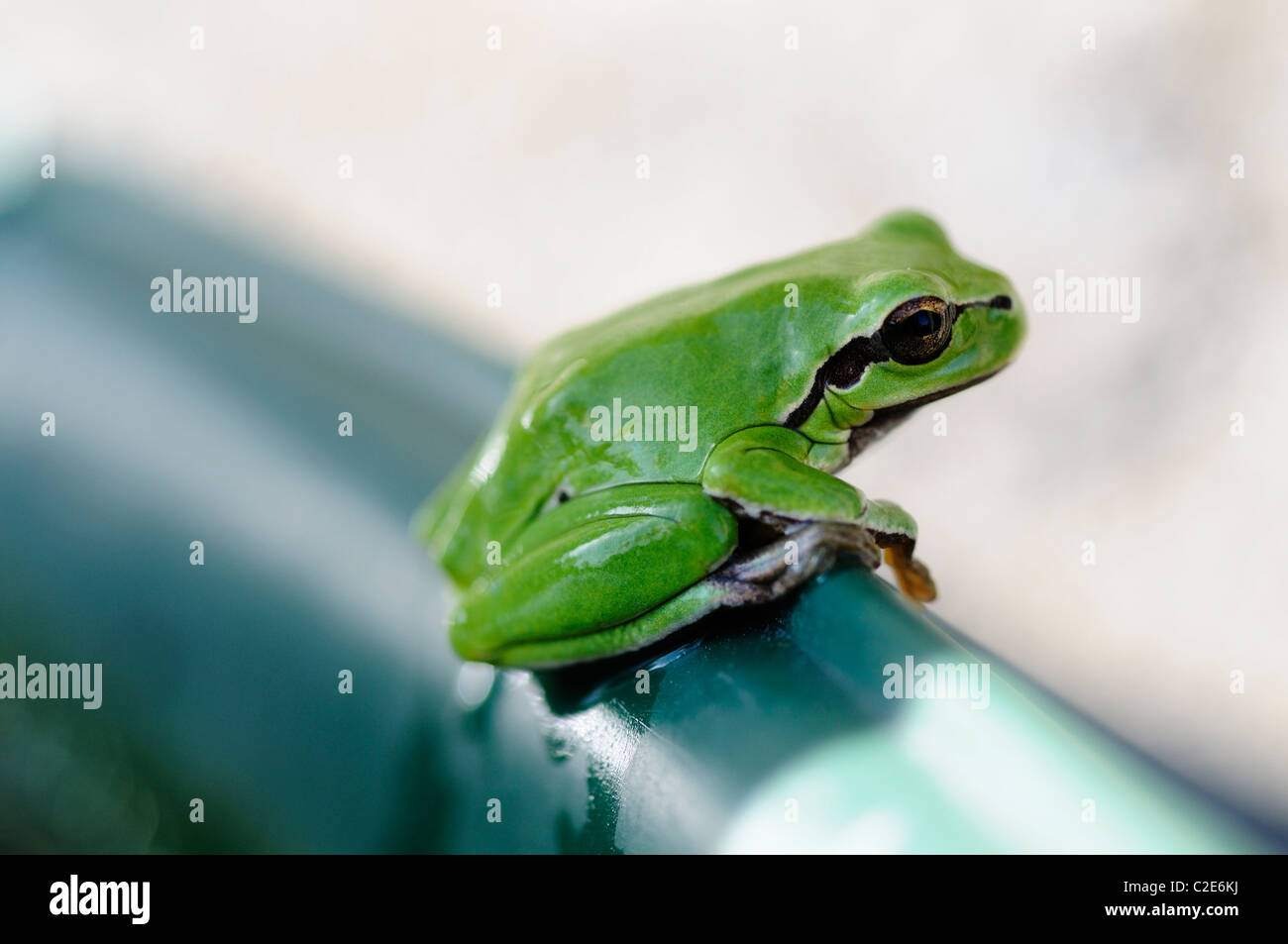Stock photo of a European Tree Frog Stock Photo - Alamy