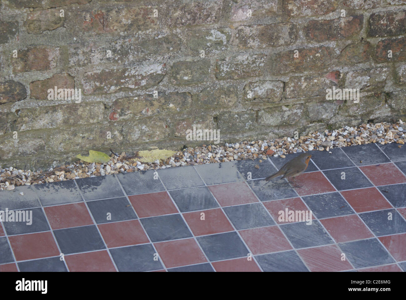 Robin on mosaic path Stock Photo - Alamy