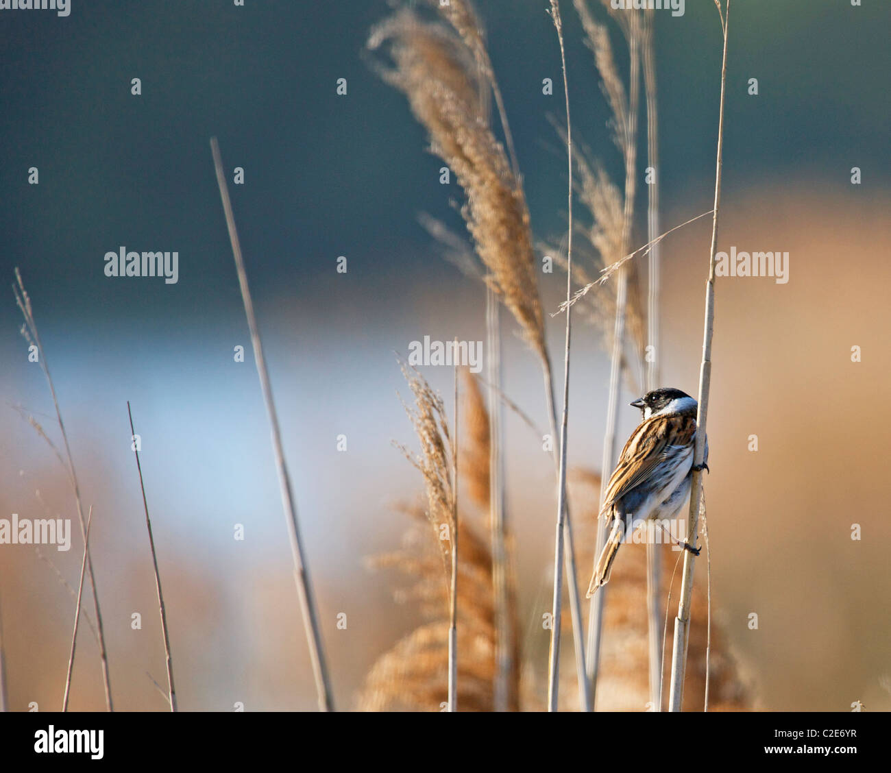 male reed bunting - emberiza schoeniclus Stock Photo - Alamy