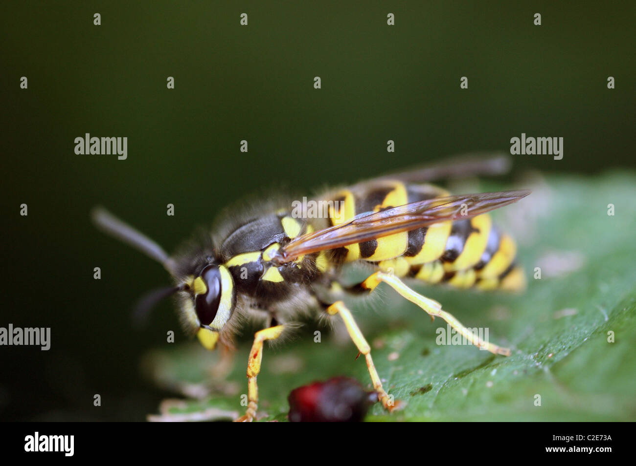 A German wasp Stock Photo - Alamy