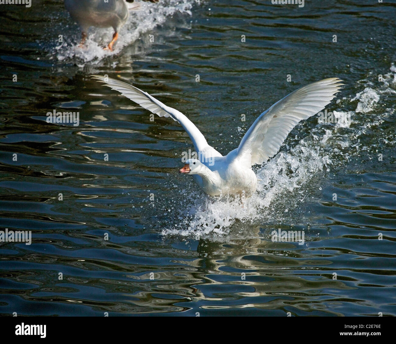 goose coming in to land Stock Photo - Alamy