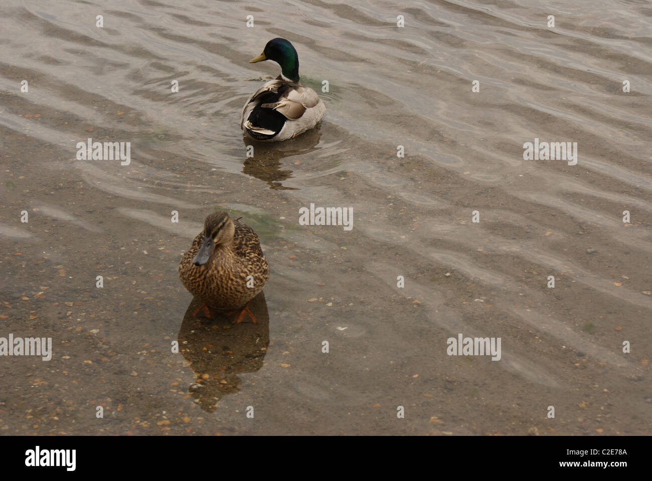 Photos Of Ducks In Water