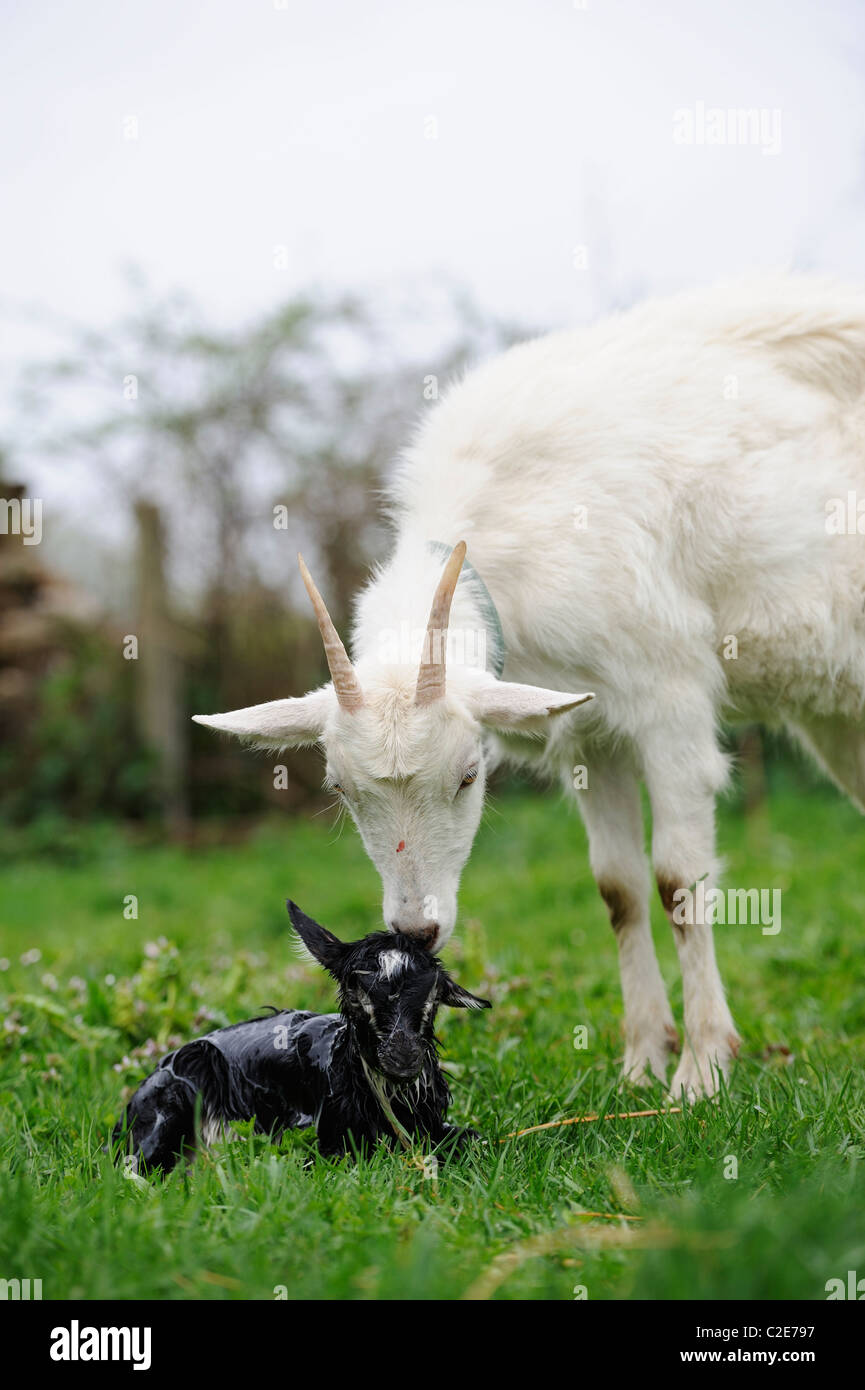 Goat lick hi-res stock photography and images - Alamy