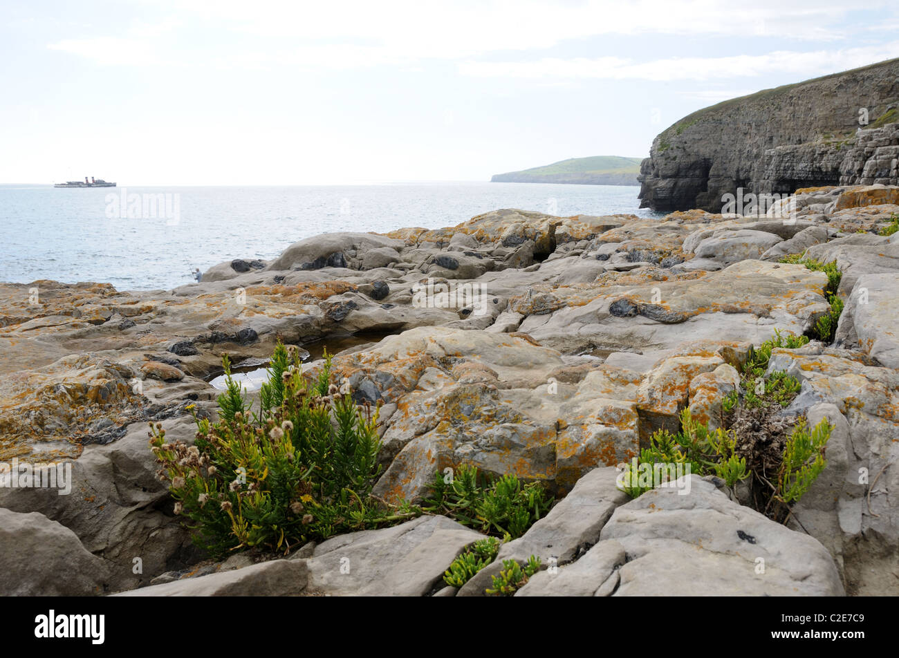 Plants cliffs rocks hi-res stock photography and images - Alamy