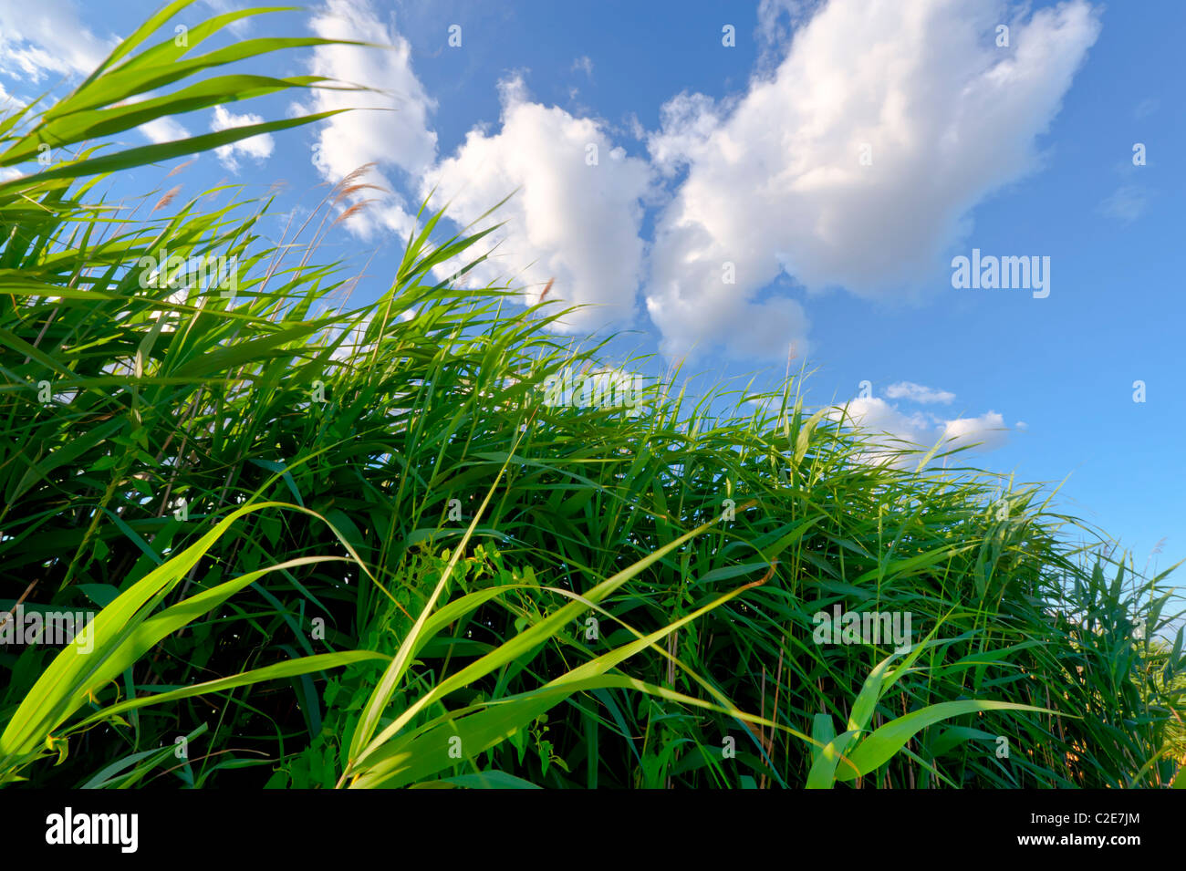 Marshland grass hi-res stock photography and images - Alamy