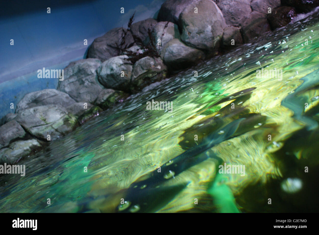 Sea life in water Stock Photo - Alamy