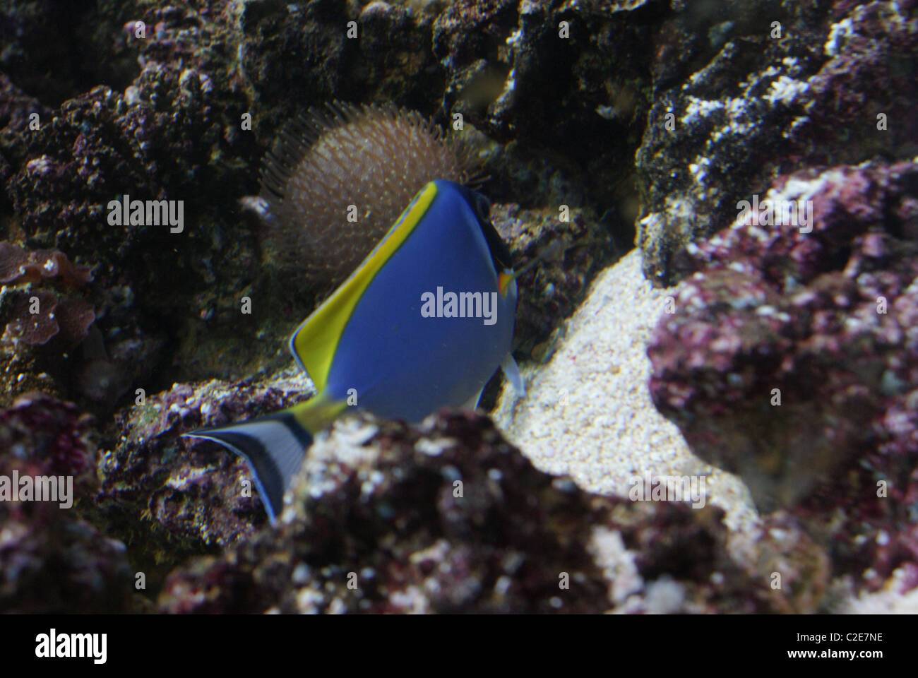 Blue and yellow fish in tank Stock Photo - Alamy
