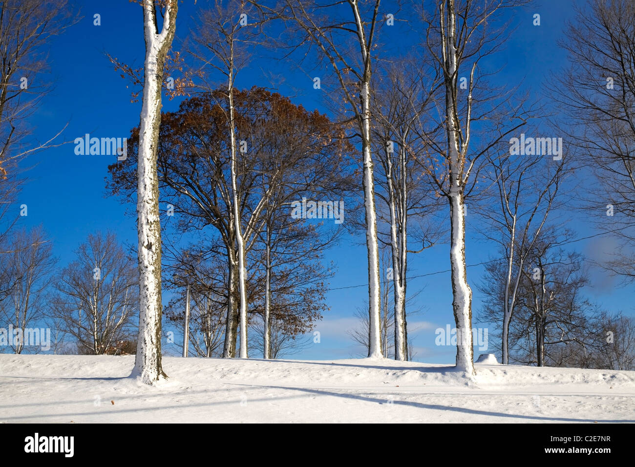 Trees In Winter Stock Photo - Alamy