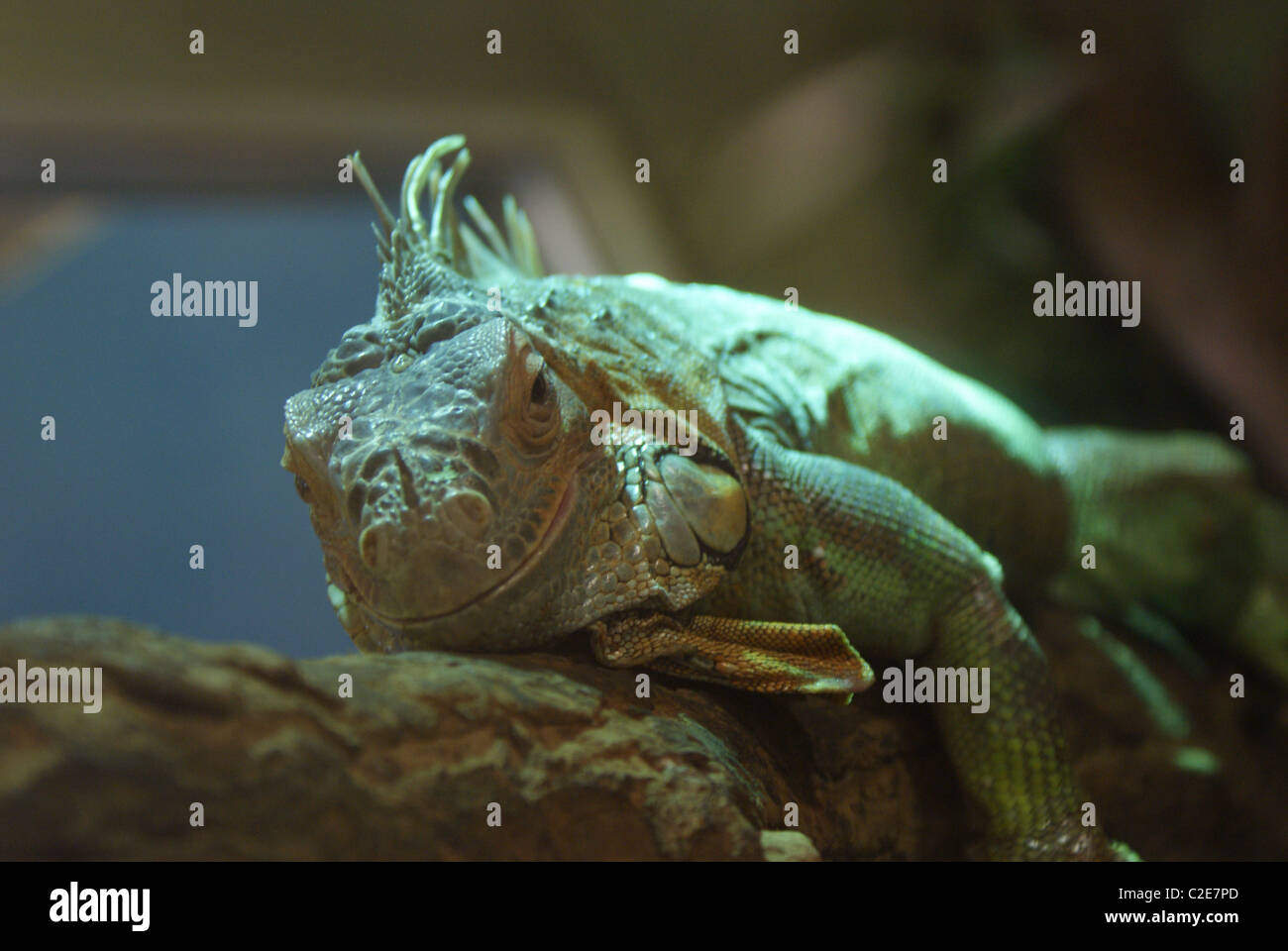Lizard on a log Stock Photo - Alamy