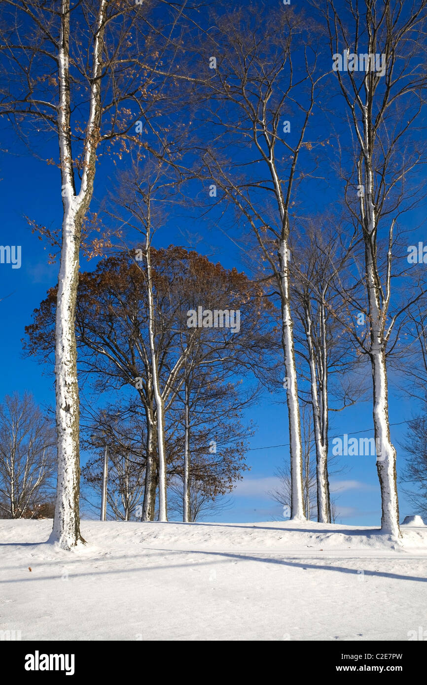 Trees In Winter Stock Photo - Alamy