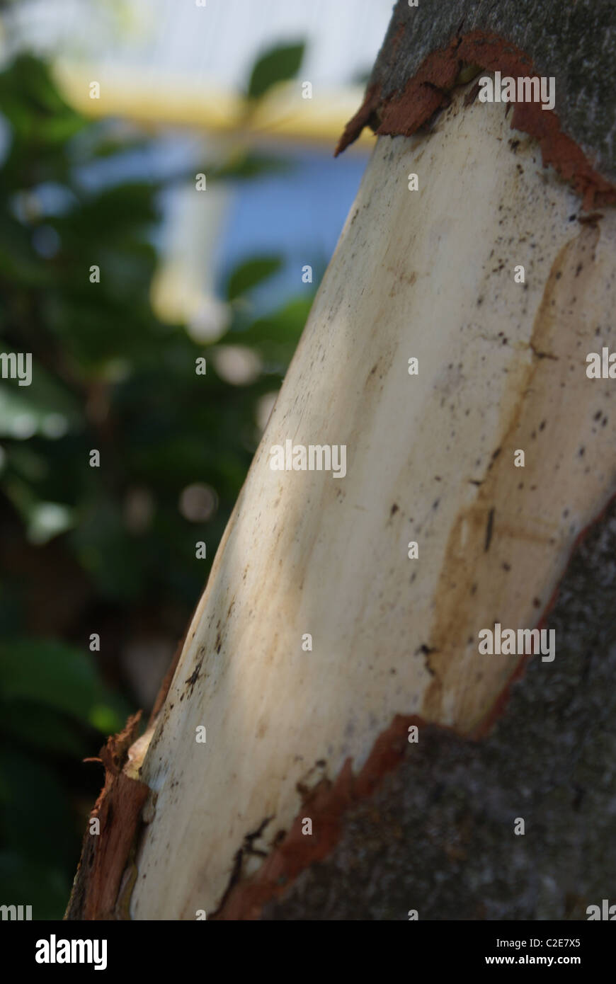 Tree with damaged bark Stock Photo - Alamy