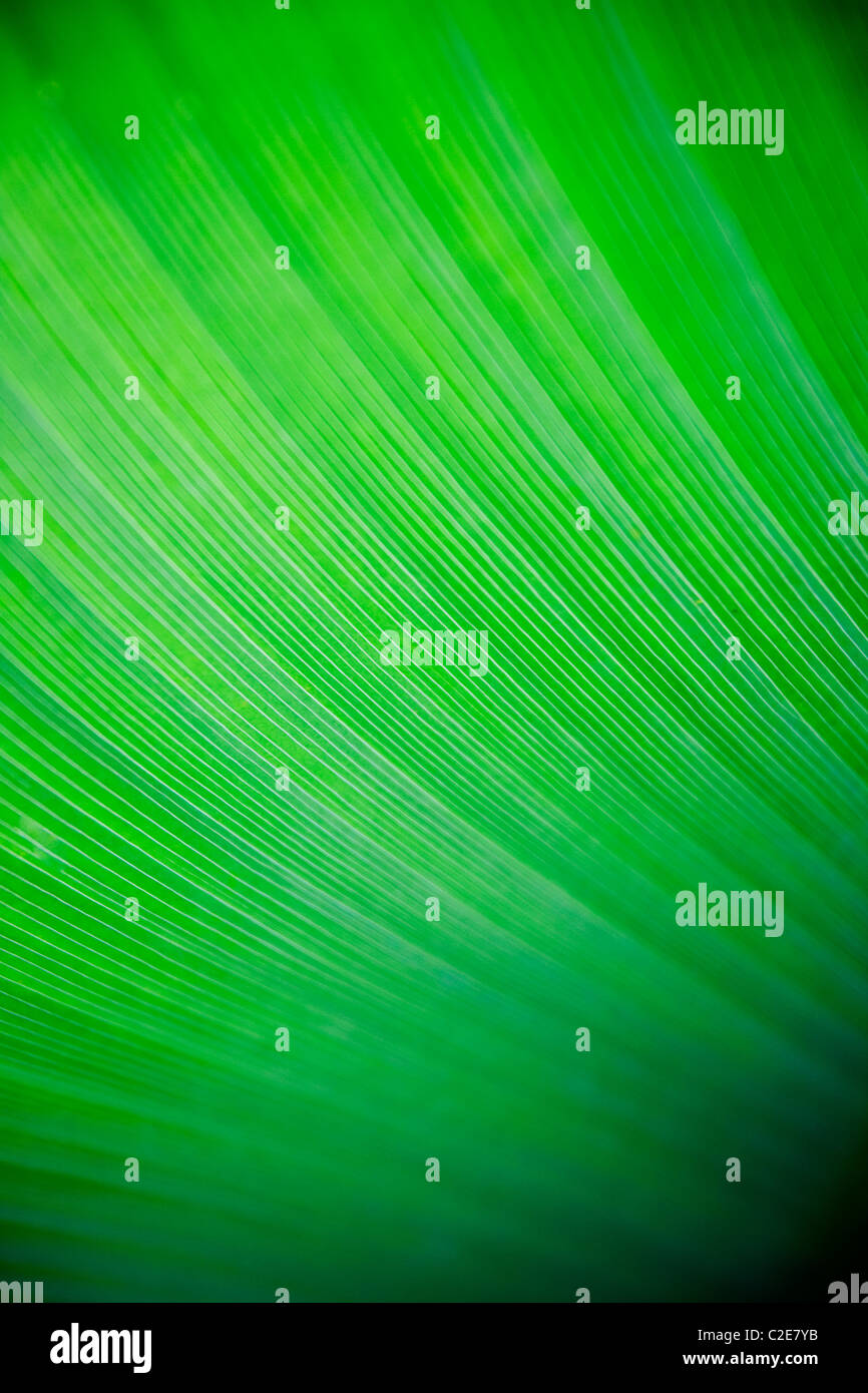 A very large tropical leaf texture background Stock Photo - Alamy