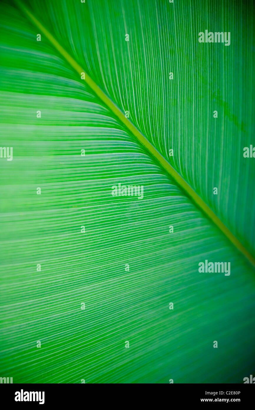 A very large tropical leaf texture background Stock Photo - Alamy