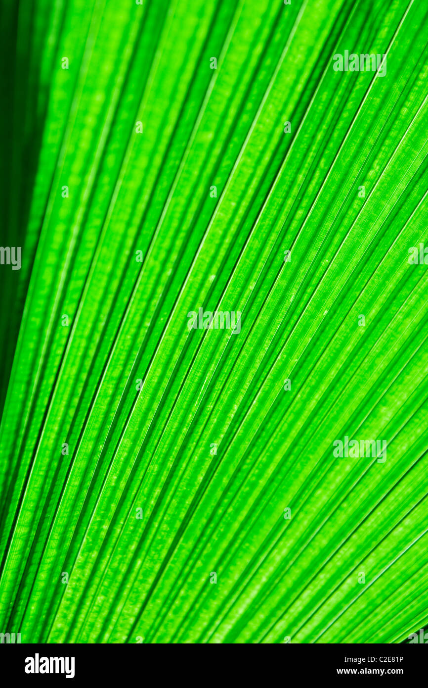 A very large tropical leaf texture background Stock Photo - Alamy