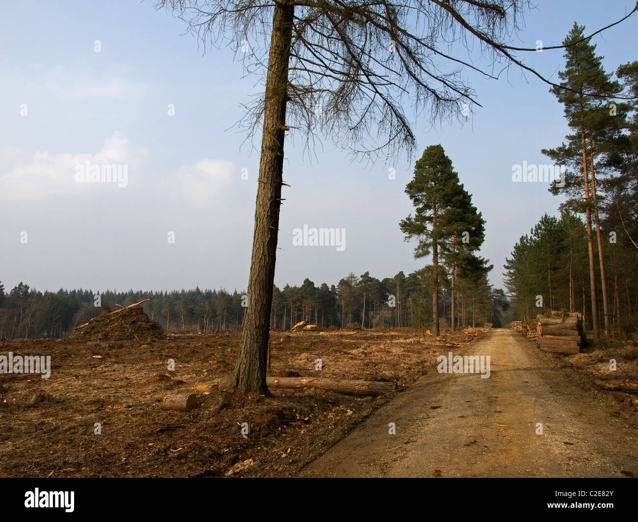 Clearing and felling of trees in the New Forest Hampshire England UK ...
