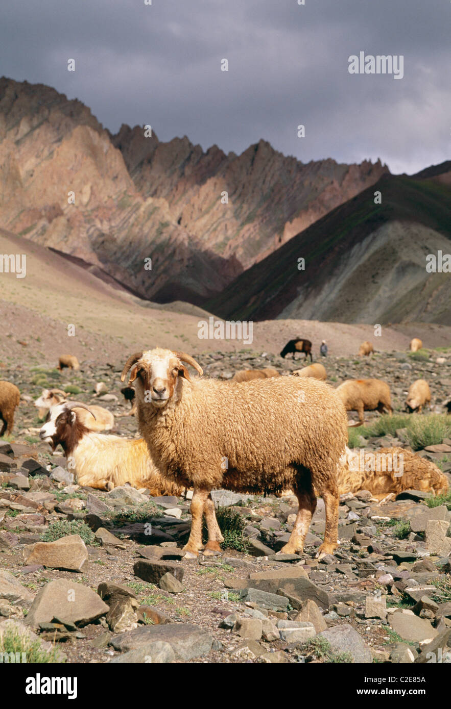 Rumbak Valley Ladakh India Stock Photo - Alamy
