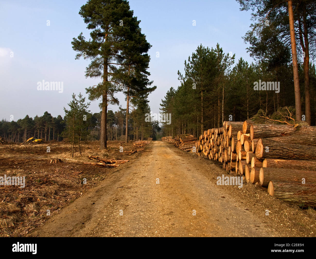 Clearing and felling of trees in the New Forest Hampshire England UK ...