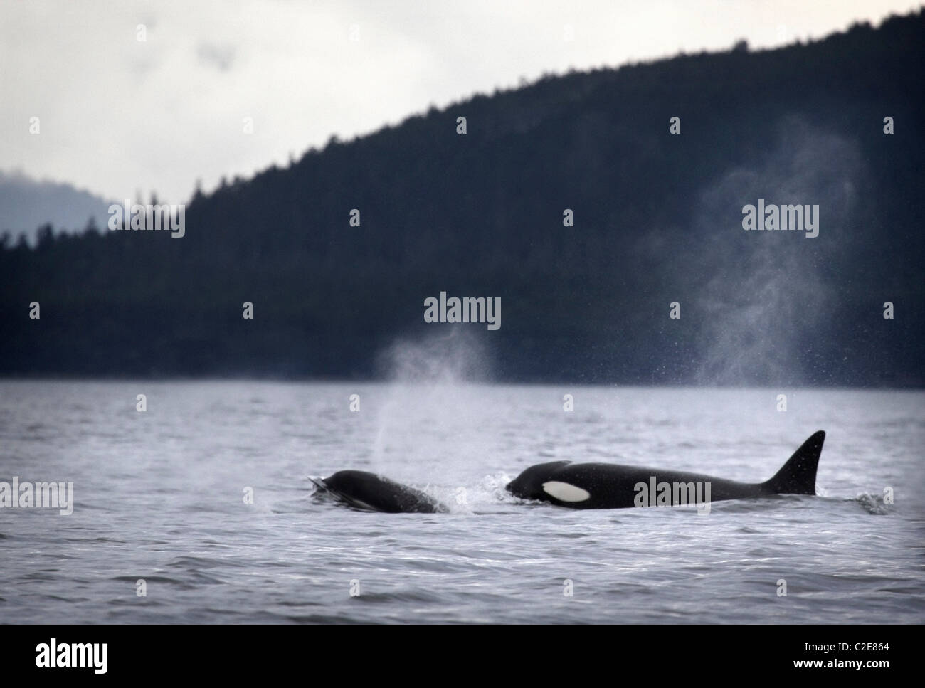 Whale spraying water hi-res stock photography and images - Alamy