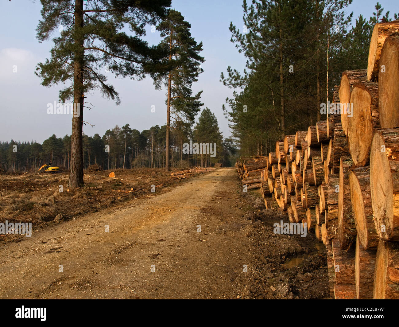 Clearing and felling of trees in the New Forest Hampshire England UK ...