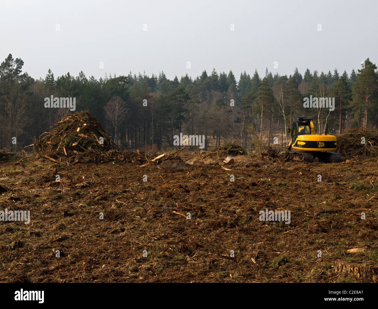 Forest clearing uk hi-res stock photography and images - Alamy