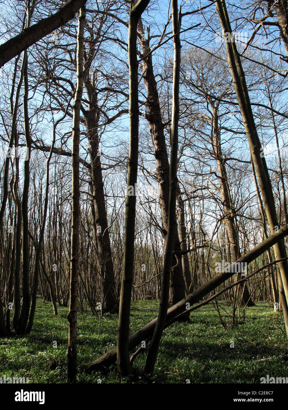Coppiced hi-res stock photography and images - Alamy