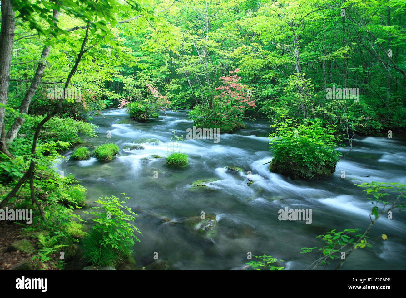 green springs in forest Stock Photo - Alamy