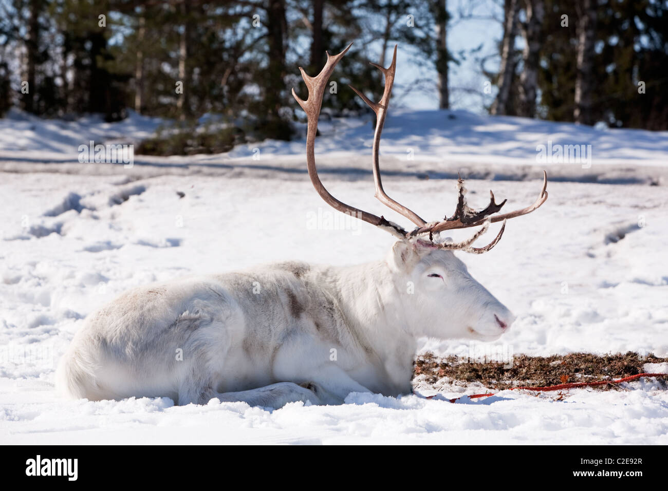 A reindeer laying down sleeping in the snow Stock Photo - Alamy