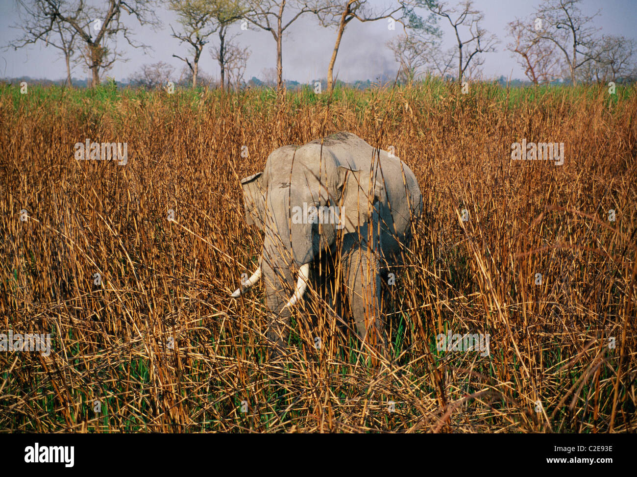 Kaziranga National Park Assam India Stock Photo - Alamy