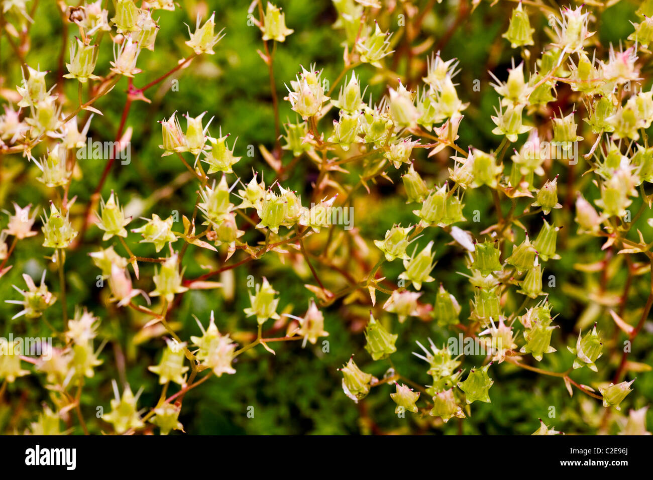 Round buds hi-res stock photography and images - Alamy