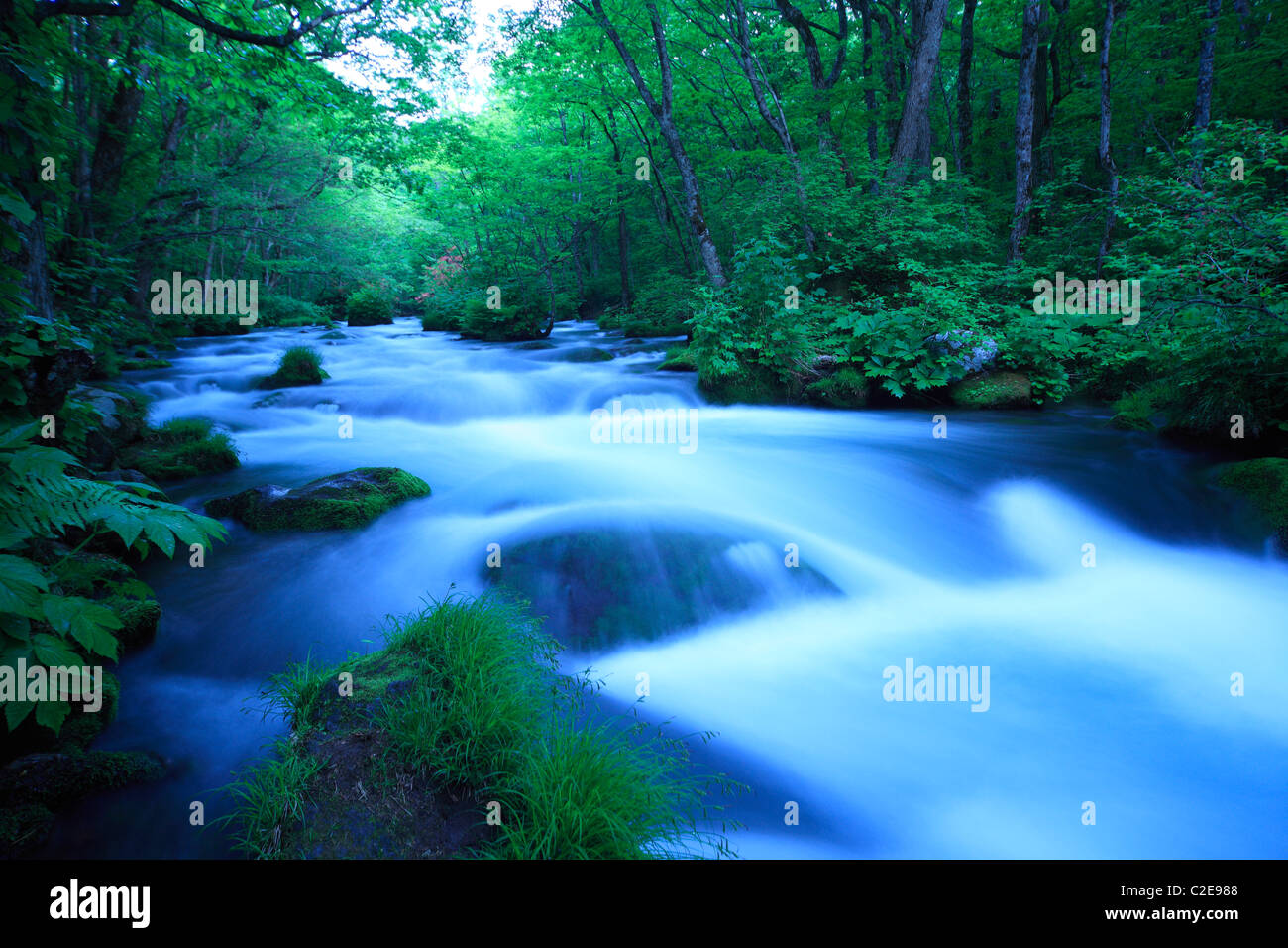 green springs in forest Stock Photo - Alamy