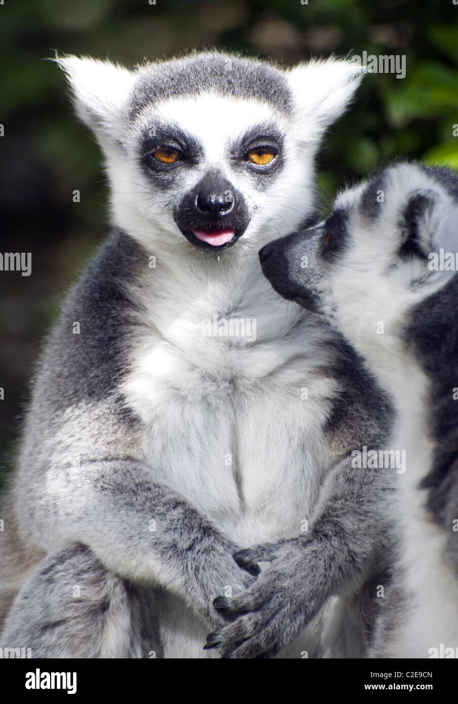 Ring-tailed lemurs (funny face Stock Photo - Alamy