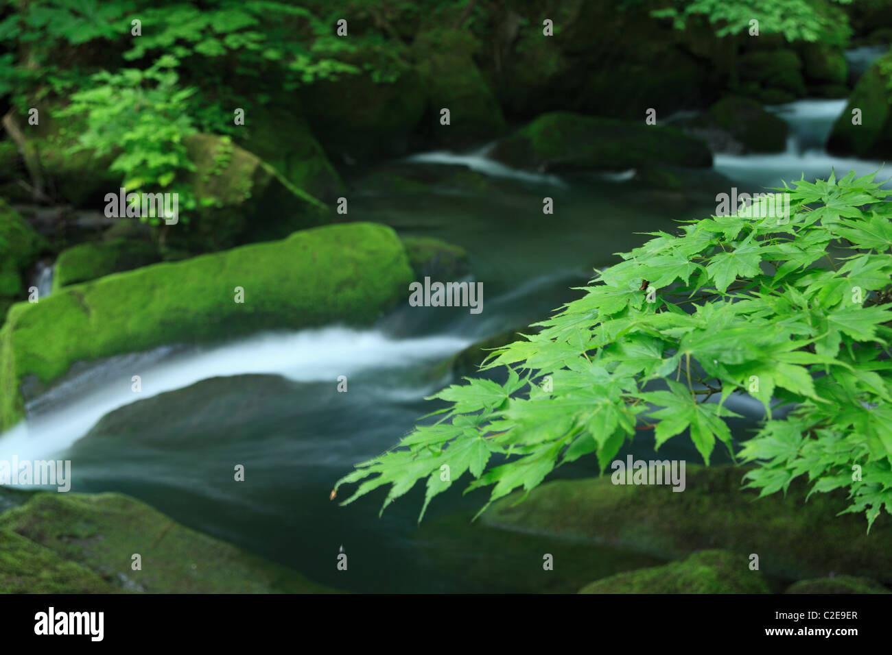green springs in forest Stock Photo - Alamy