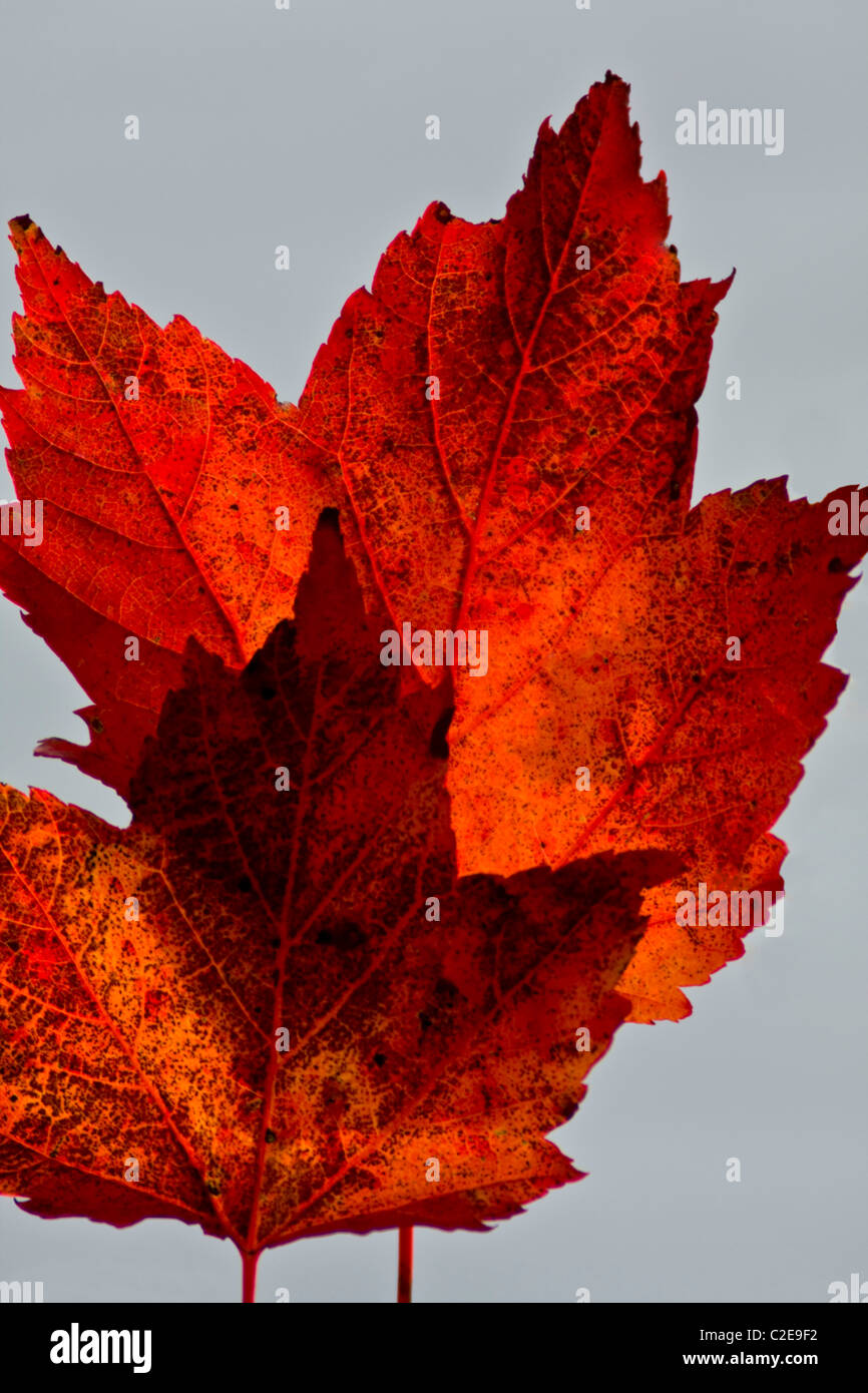 Two Red Maple Leaves Stock Photo - Alamy