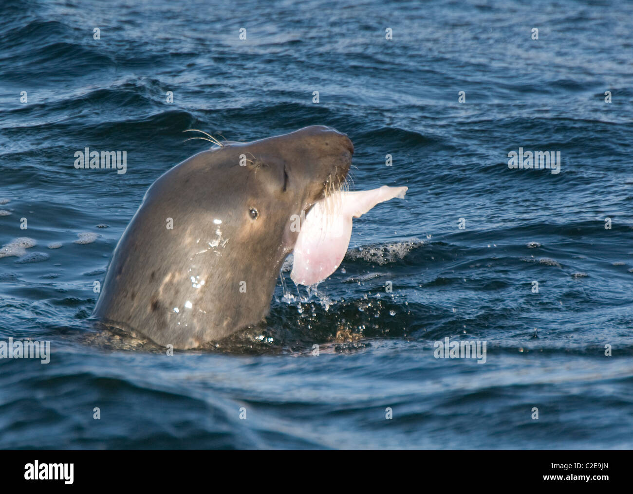 Design pics fish hi-res stock photography and images - Alamy
