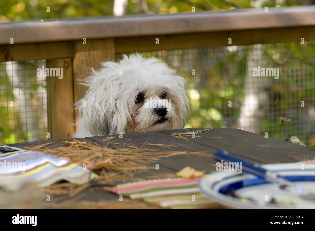 Dog At Picnic Table Stock Photo - Alamy