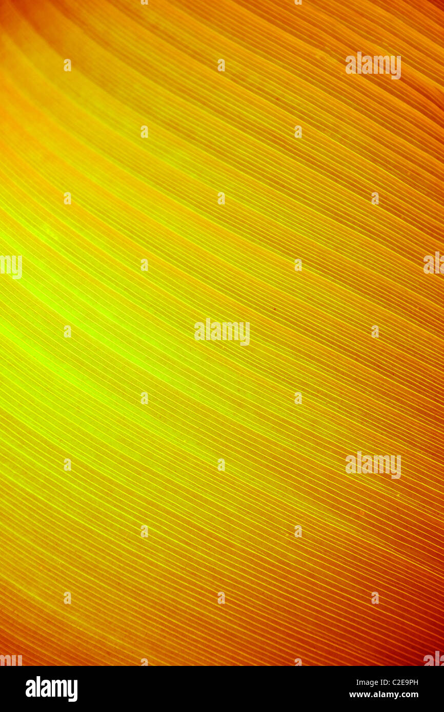 A very large tropical leaf texture background Stock Photo - Alamy