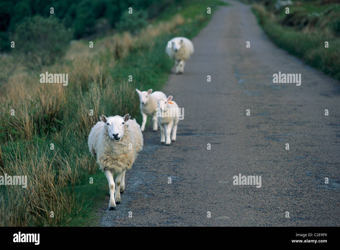 Sheep Highlands Scotland Stock Photo - Alamy