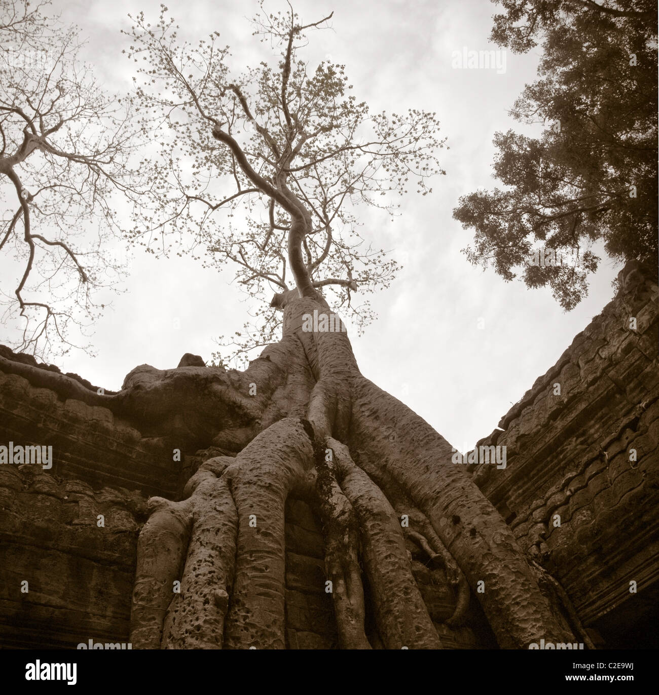 Ta Prom Temple, Angkor, Cambodia - View of the temple, in HDR ...